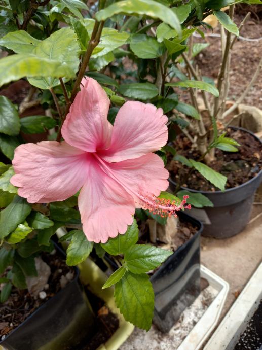 Hobiskus Dainty pink