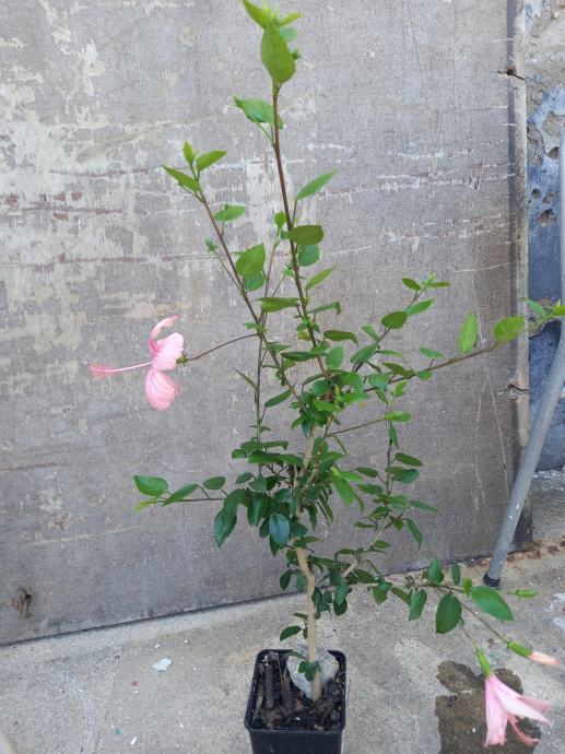 Hobiskus Dainty pink