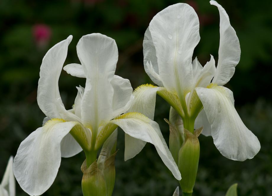 Iris albicans, 1 podanak: 5.00 €, PRODAJEM