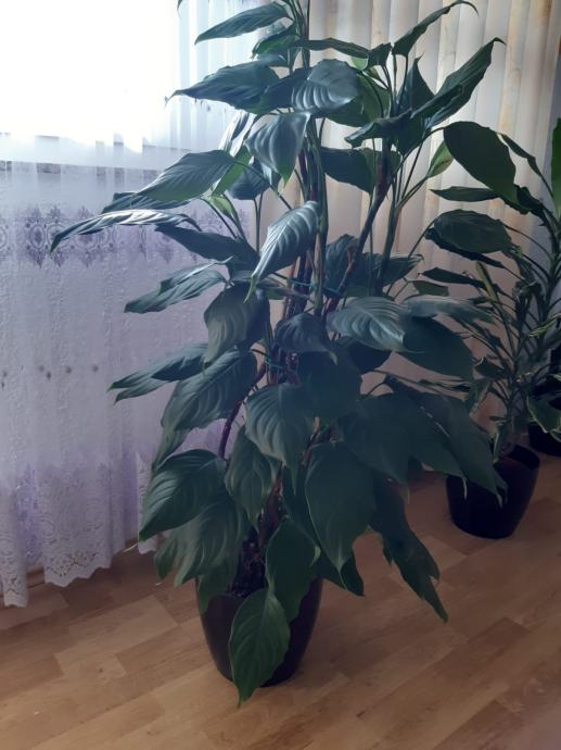 Cvijet jedarce