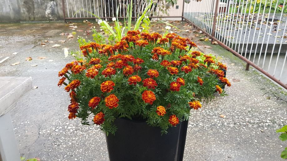 Kadifice ili Tagetes