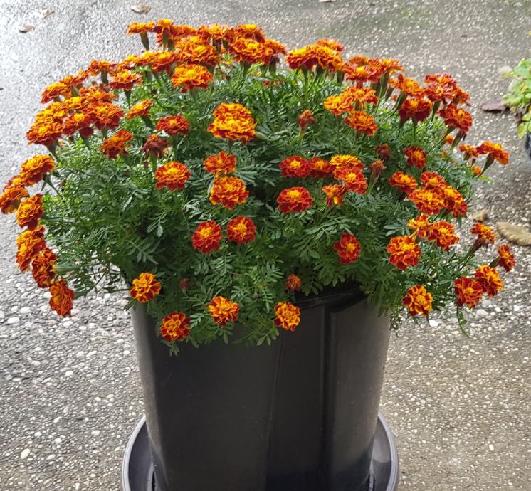 Kadifice ili Tagetes