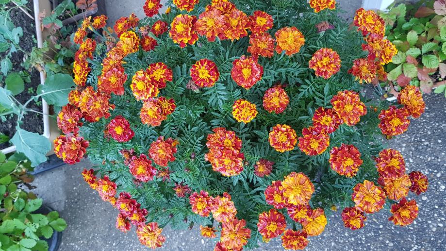 Kadifice ili Tagetes