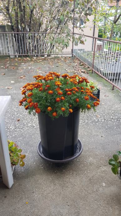 Kadifice ili Tagetes