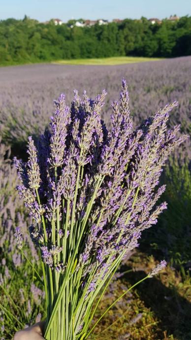 Lavanda cvijet