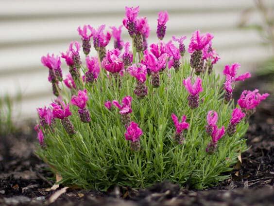 Lavanda Princess / SADNICE