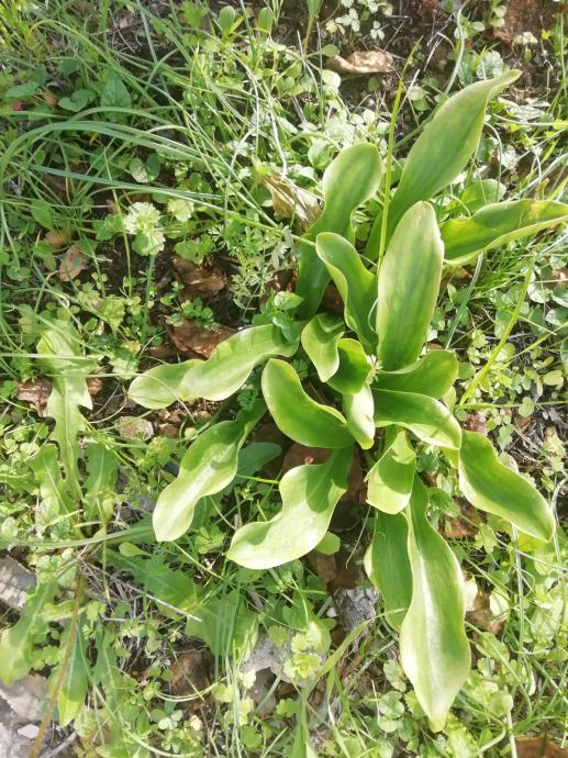 Ljiljan starinski - cvijet sv. Ante