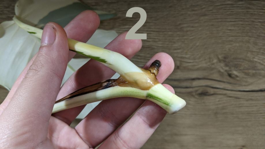 Monstera Variegata Albino