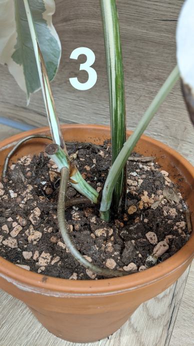 Monstera Variegata Albino