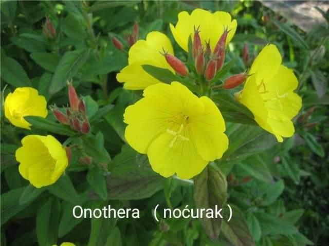 Noćurak