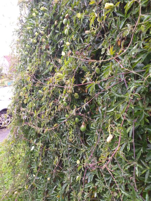 Pasiflora, Isusova kruna