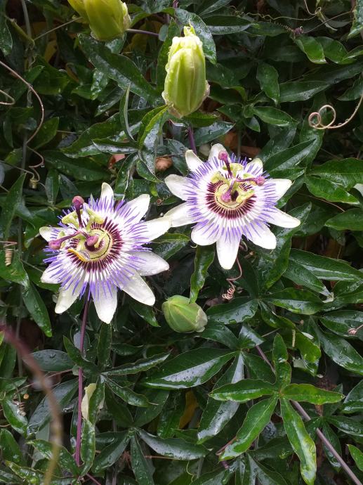 Pasiflora, Isusova kruna