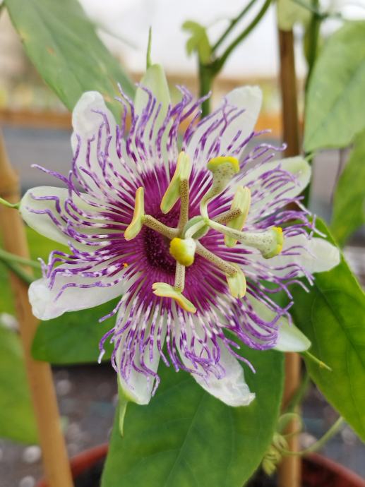 Pasiflora , Passiflora Wilgen Marieke , Isusova kruna