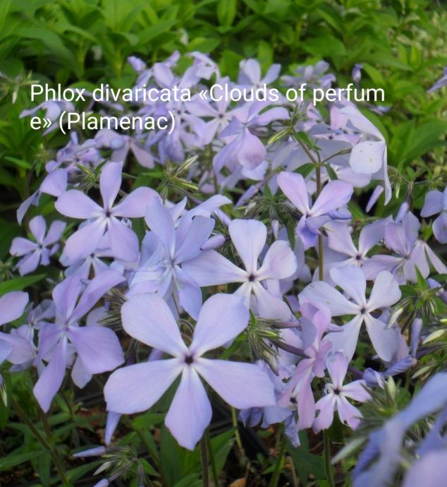 Phlox divaricata