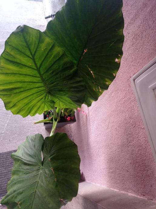 Prodajem cvijet Adam