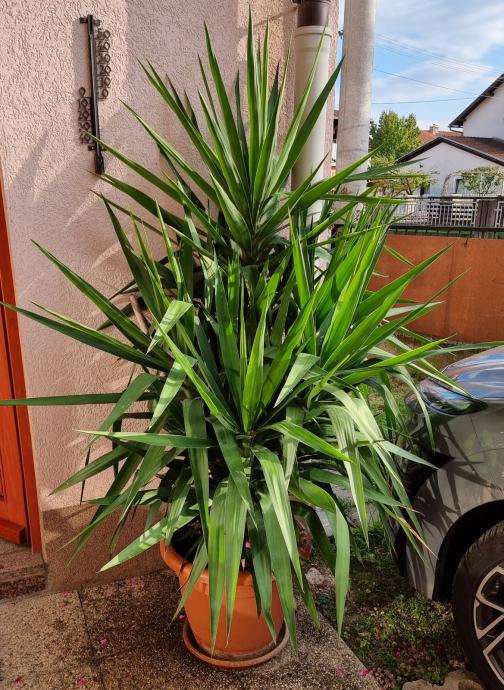 Prodajem drvo života, juka