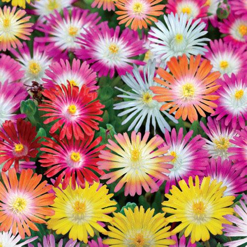 Pustinjska ruža / Delosperma mix / Sjeme