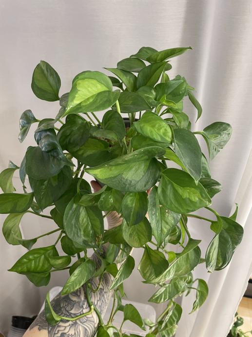 Puzavac epipremnum global green veliki