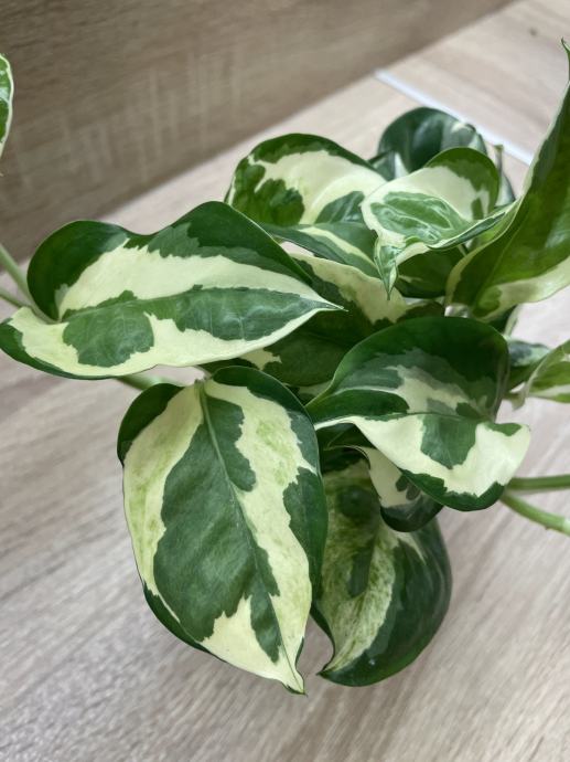 Puzavac Epipremnum Njoy [15]