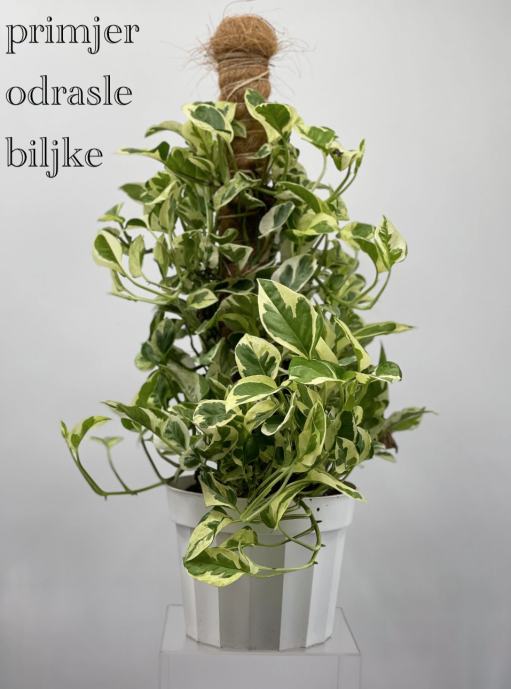Puzavac Epipremnum Njoy [15]