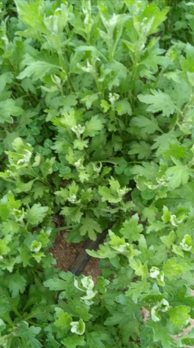 reznice i sadnice krizantema