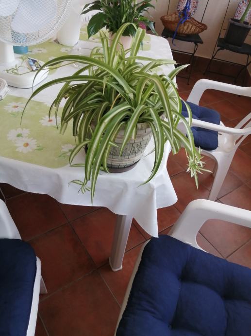 šatirani puzavac cvijet