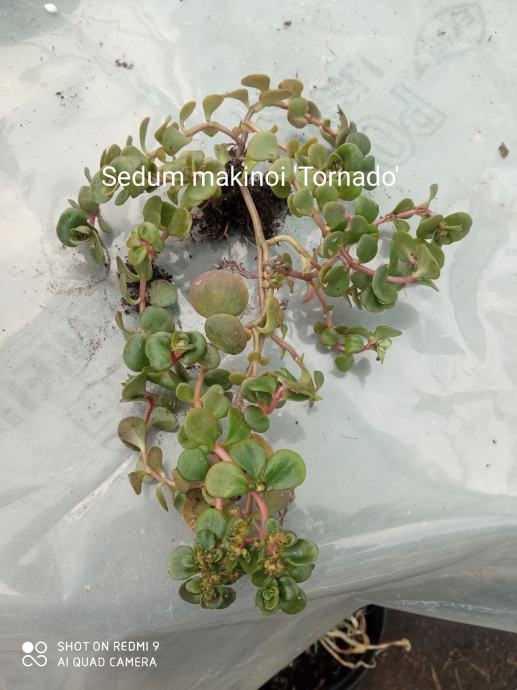 Sedum makinoi Tornado