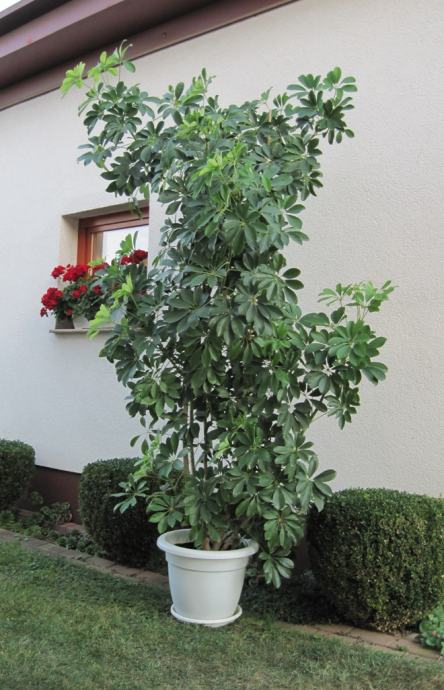 Šeflera (Schefflera arboricola)