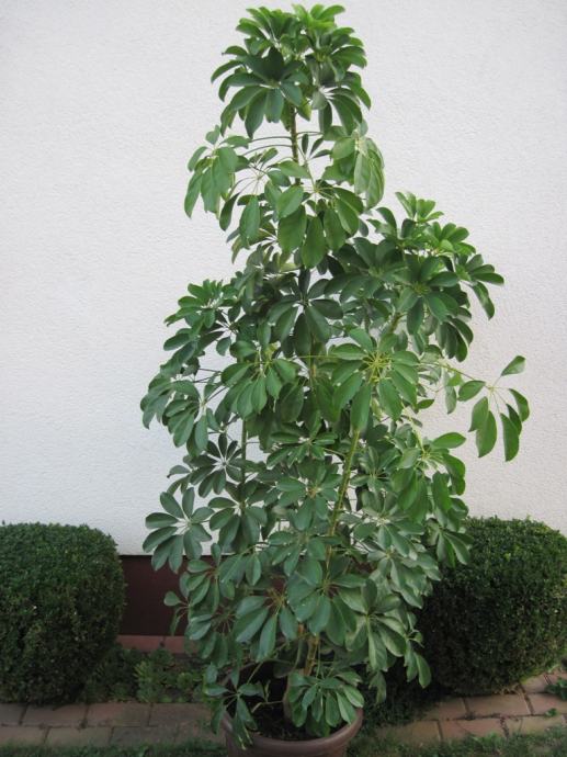 Šeflera (Schefflera arboricola)