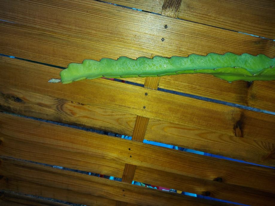 Selenoceurus, Pitaja