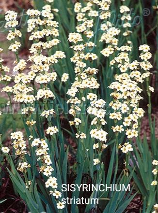 Sisyrinchium striatum