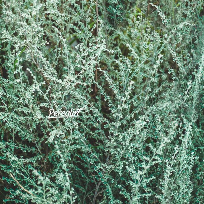 Sjeme slatki pelin / bejturan starinsko organsko (sjemenke)