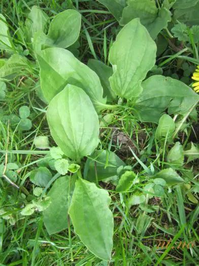 Sjeme trputac / bokvica širokolisni starinsko organsko (sjemenke)