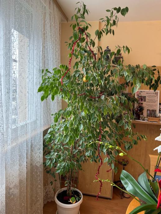 Sobna biljka Benjamin 2,5 metra