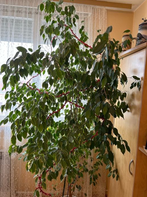 Sobna biljka Benjamin 2,5 metra