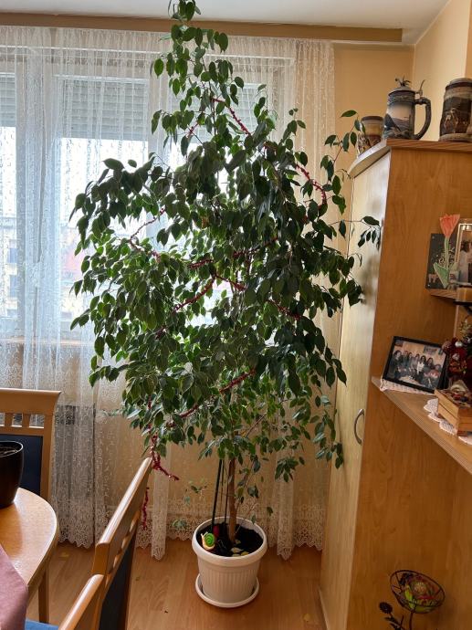 Sobna biljka Benjamin 2,5 metra