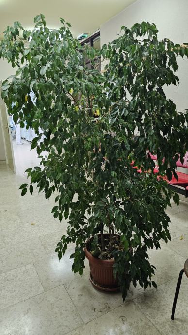 Sobna biljka Benjamin