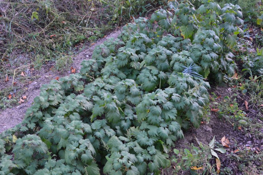 Srčenica - Leonurus cardiaca - sadnice