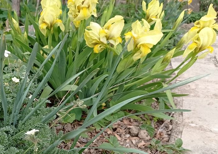 Svjetlo žuta niska perunika