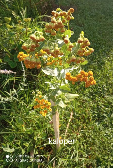 Kaloper -Tanacetum balsamita