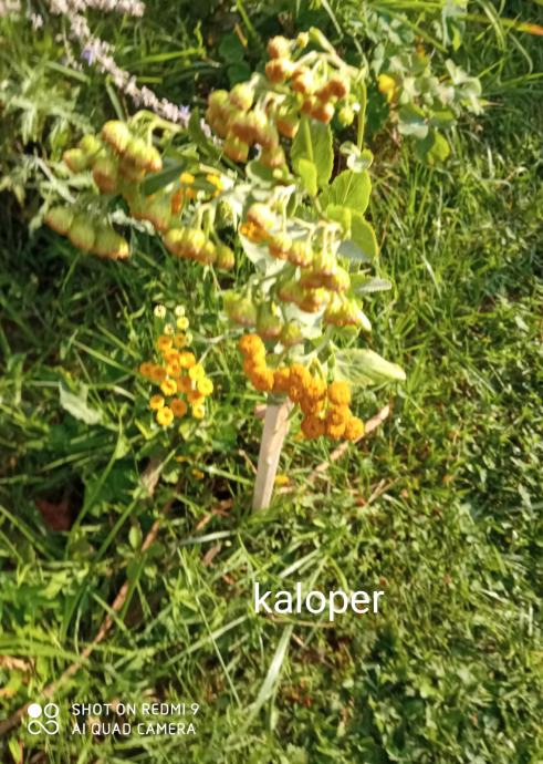 Kaloper -Tanacetum balsamita
