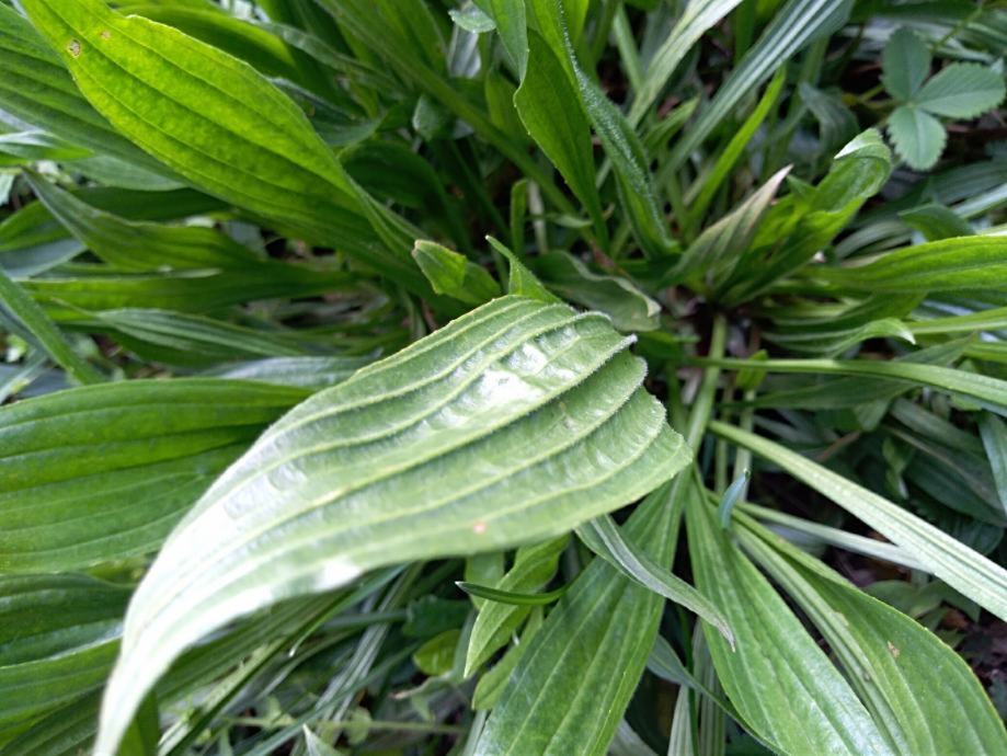 Trputac uskolisni i širokolisni