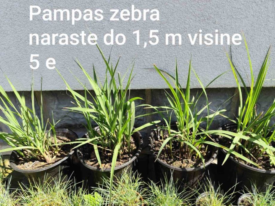 Vanjsko cvijeće - iris, pampas, vlasulja, žednjak