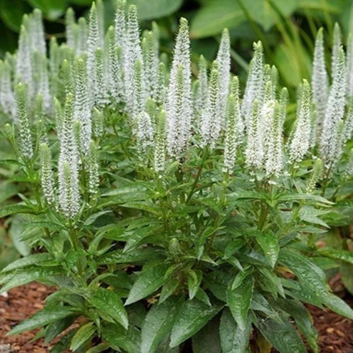 VERONICA SPICATA ALBA / ČESTOSLAVICA / Sadnice