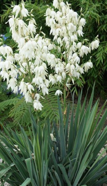 Yucca gloriosa (Juka )