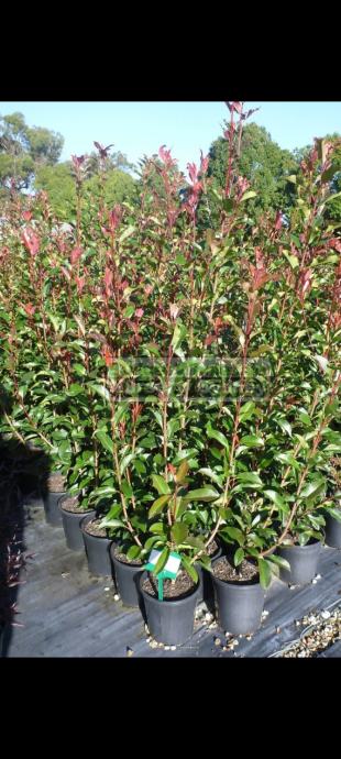 ŽIVA OGRADA , ŽIVICA lovorvišnja, fotinija,lejlandski čempres -dostava