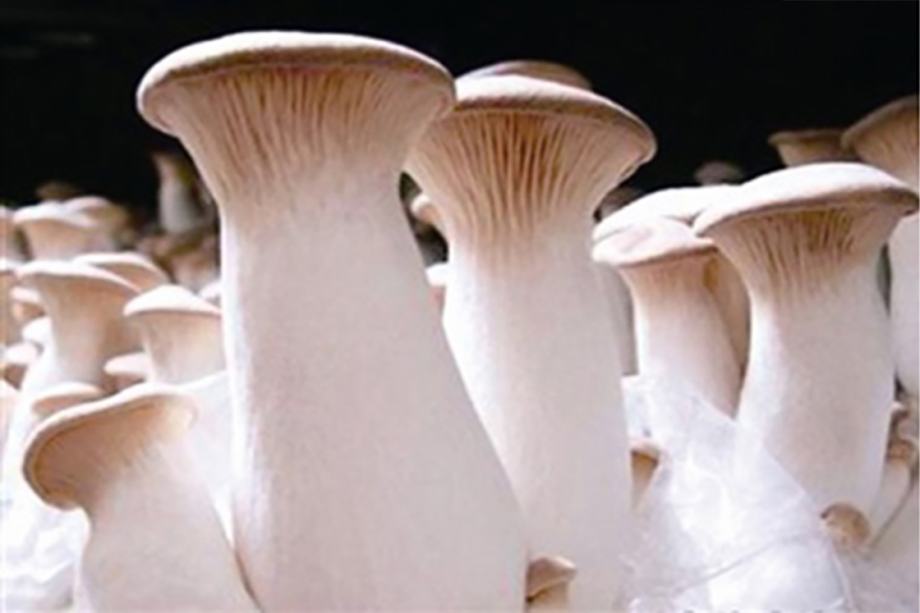 Kraljevska Bukovača | Pleurotus Eryngii
