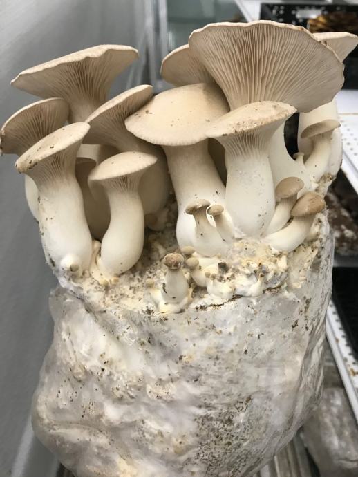 Kraljevska Bukovača | Pleurotus Eryngii