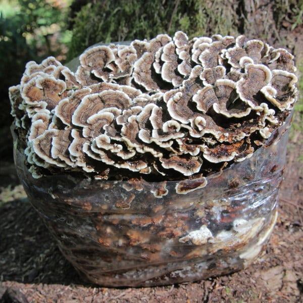 Puranov Rep Micelij | Trametes versicolor