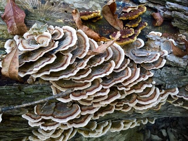 Puranov Rep Micelij | Trametes versicolor